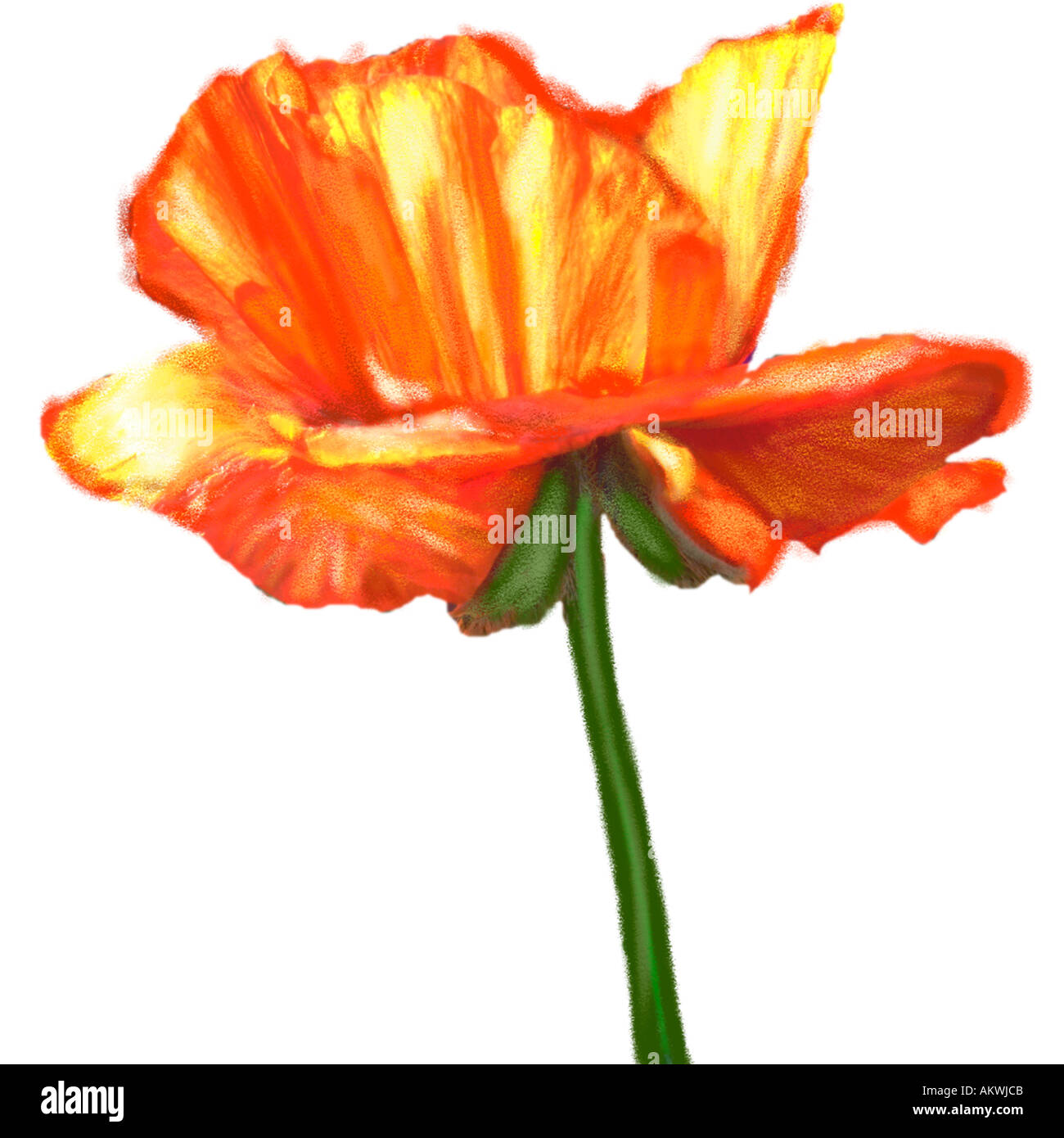 single red oriental poppy against white cut out background textured ...