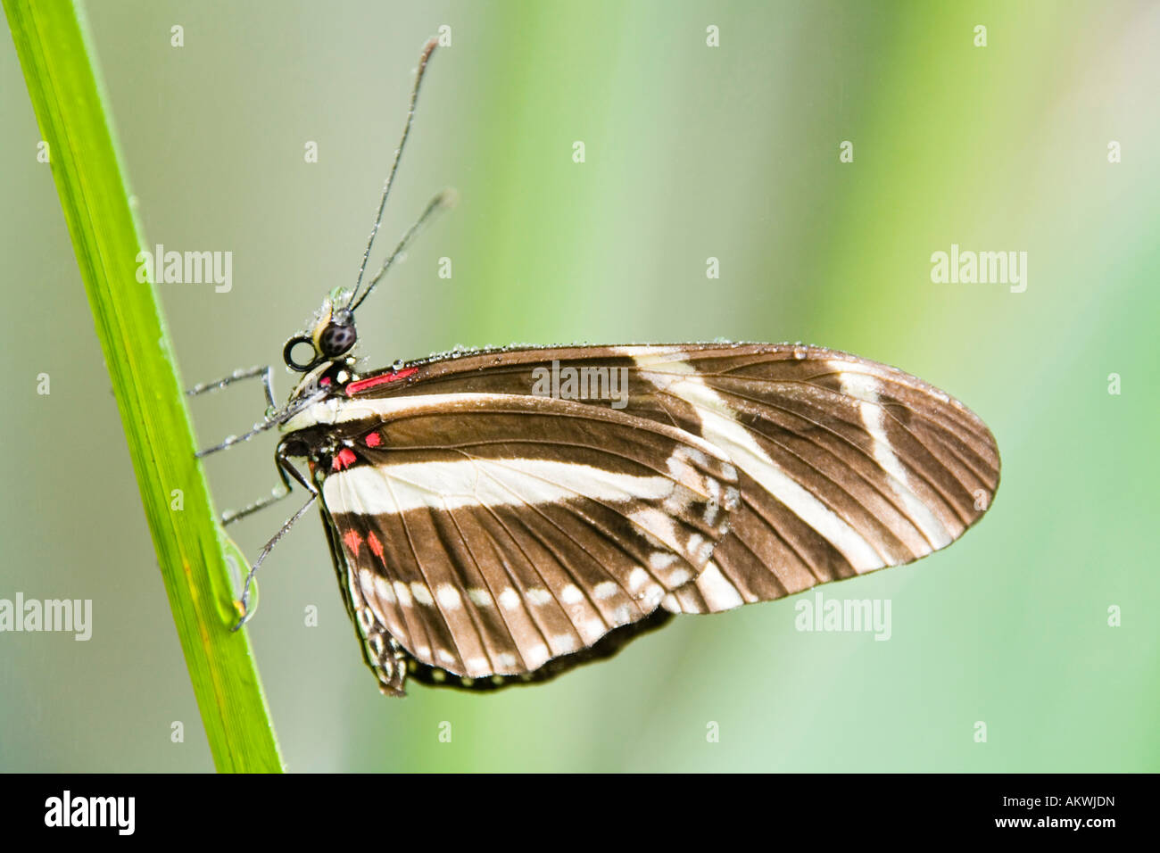 Zebra longwing people hi-res stock photography and images - Alamy