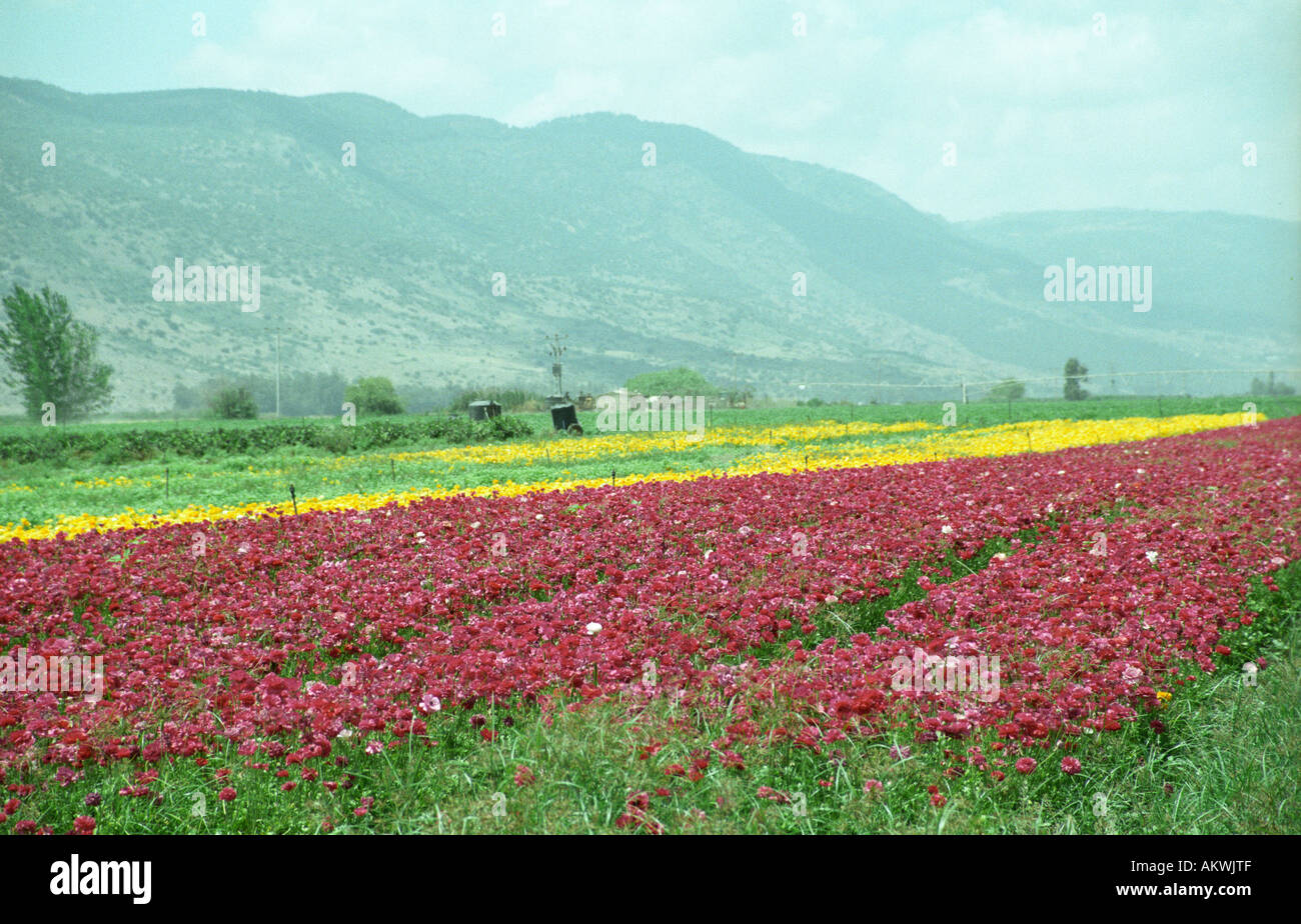 Hula Valley 0492-17 Stock Photo - Alamy