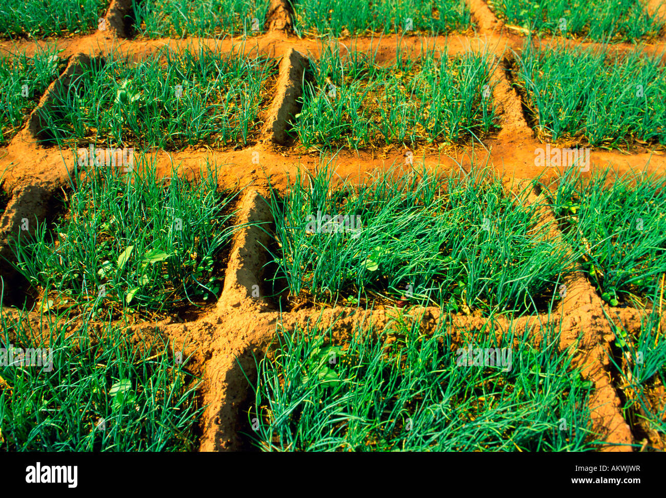 Small irrigated farm plot in a village in the Sahel, Mali Stock Photo ...
