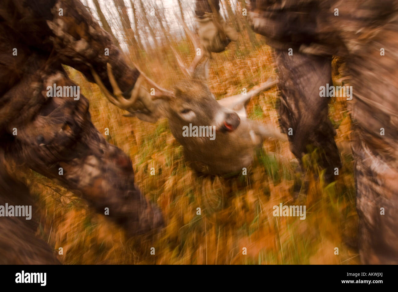 Hunters dragging dead whitetail deer in Pike County Illinois Stock ...