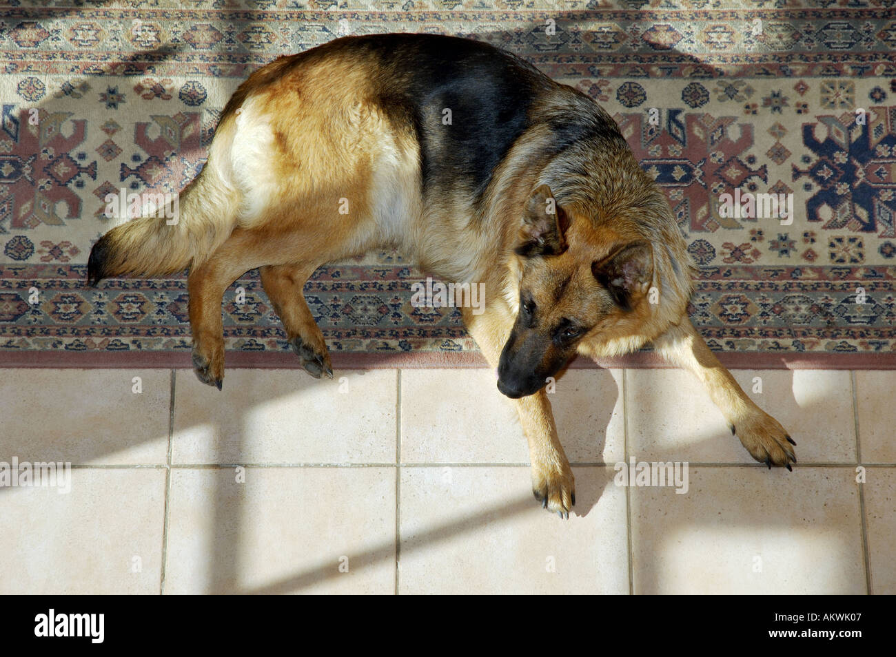 german shepherd lying in sun from window Stock Photo - Alamy