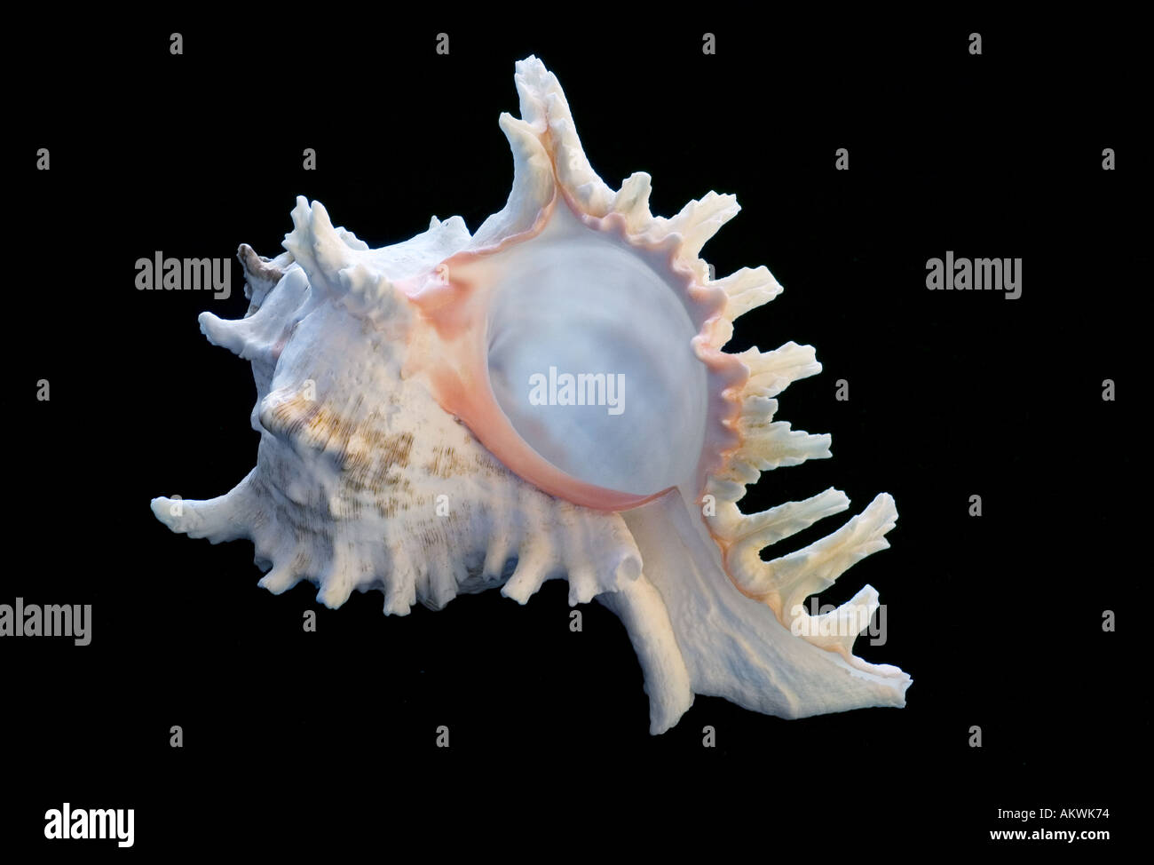 sea shell on a black background Stock Photo - Alamy