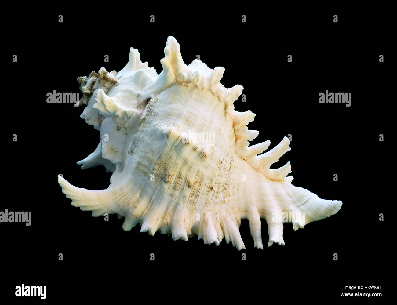 Cone shaped shell hi-res stock photography and images - Alamy