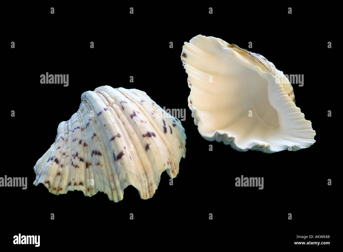 sea shell on a black background Stock Photo - Alamy