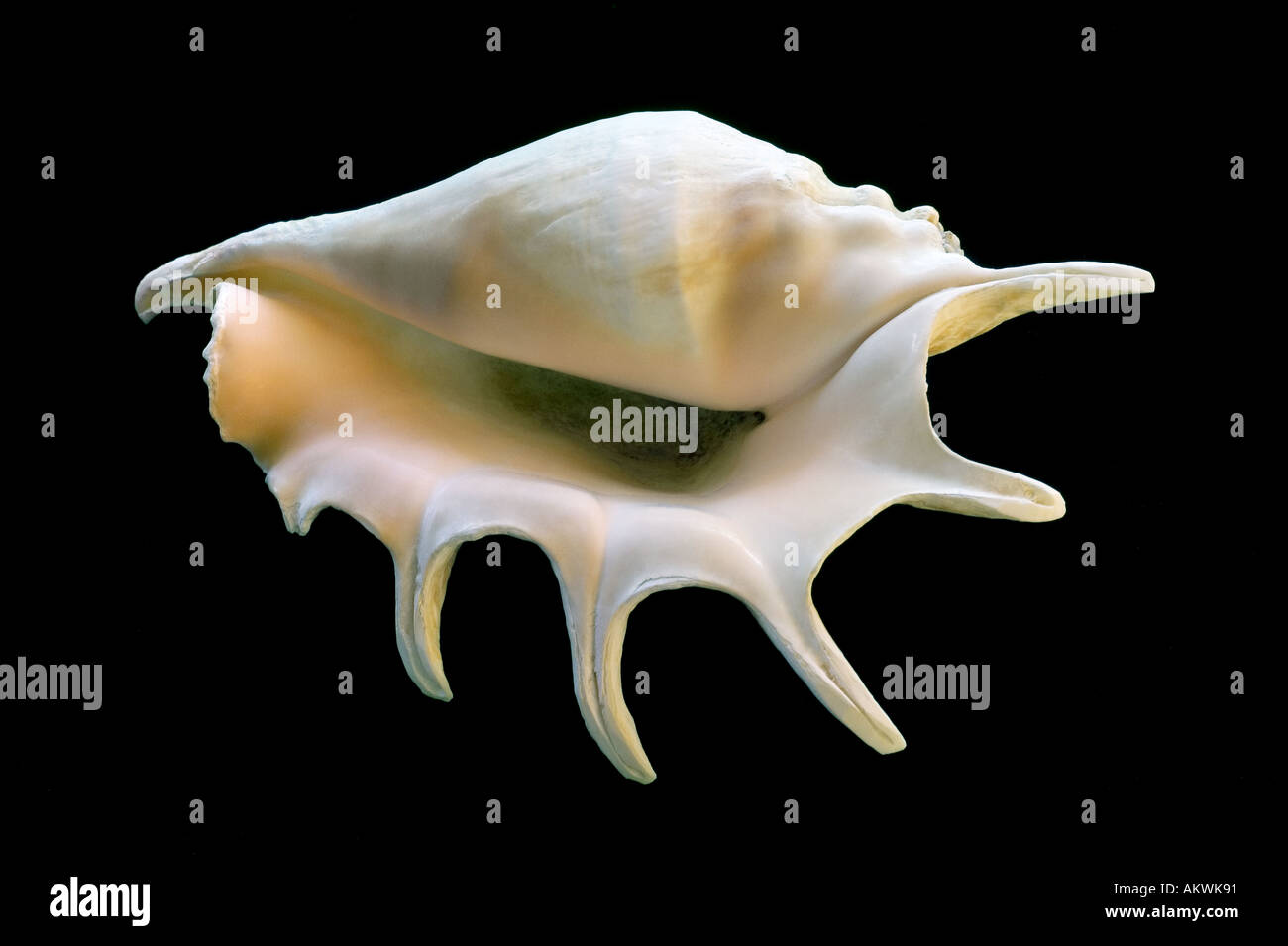 sea shell on a black background Stock Photo - Alamy