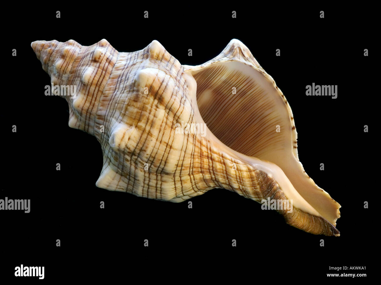 Cone Shaped Shell High Resolution Stock Photography and Images - Alamy