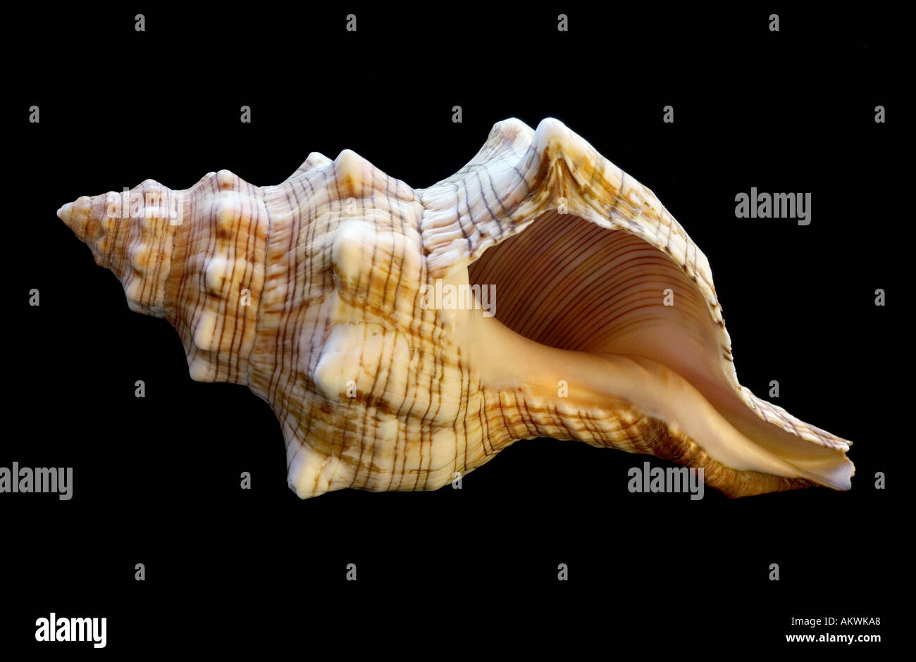 Cone Shaped Shell High Resolution Stock Photography and Images - Alamy