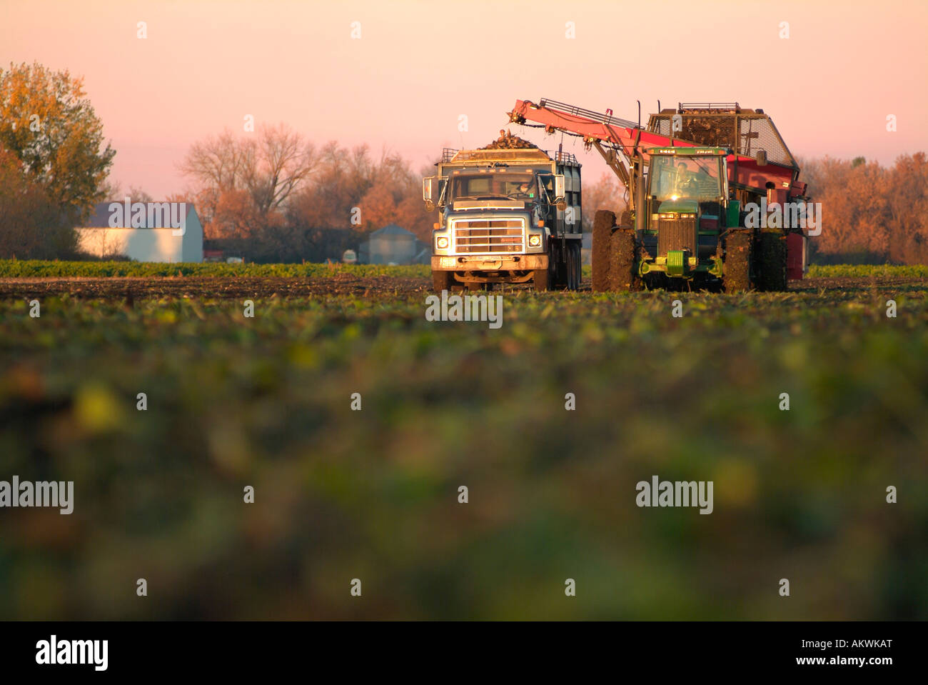 Harvesting beets hi-res stock photography and images - Alamy
