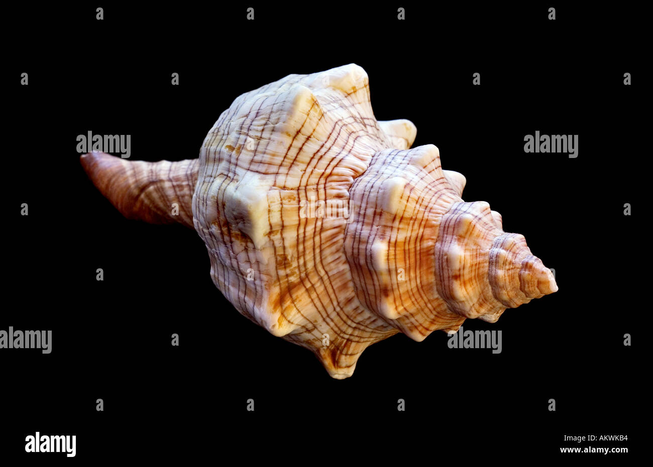 Cone shaped shell hi-res stock photography and images - Alamy