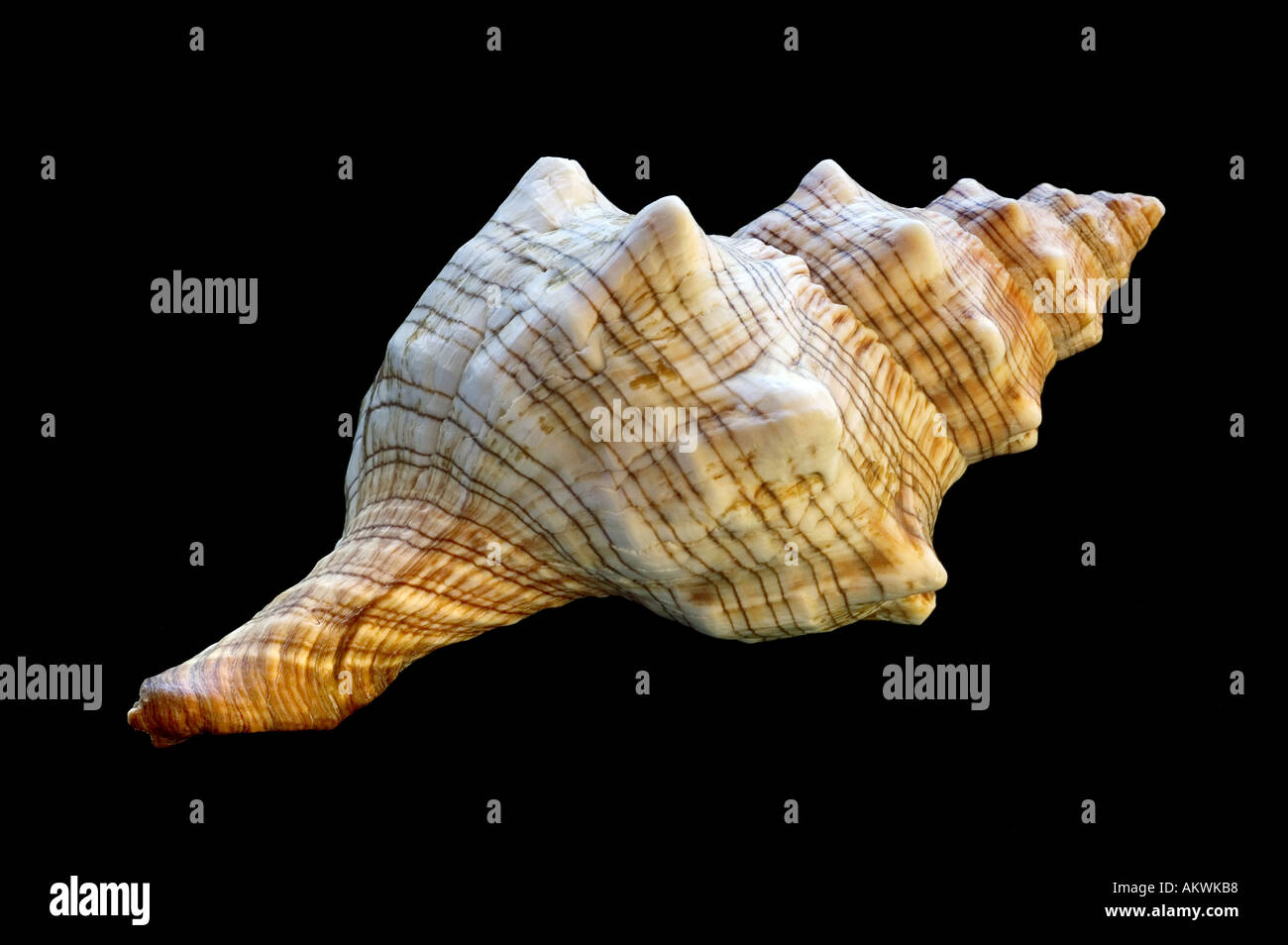 Cone shaped shell hi-res stock photography and images - Alamy