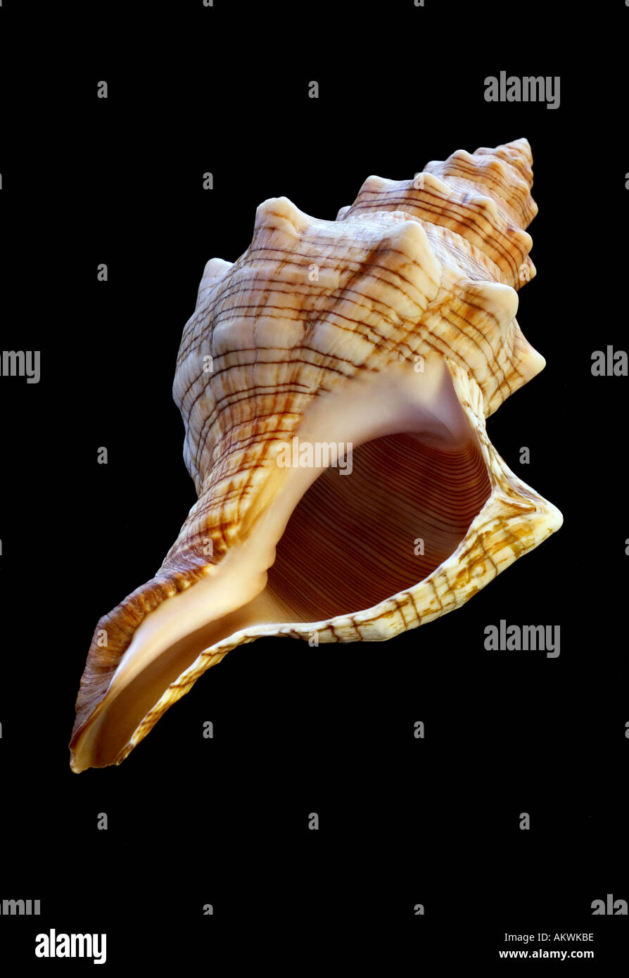 Cone Shaped Shell High Resolution Stock Photography and Images - Alamy