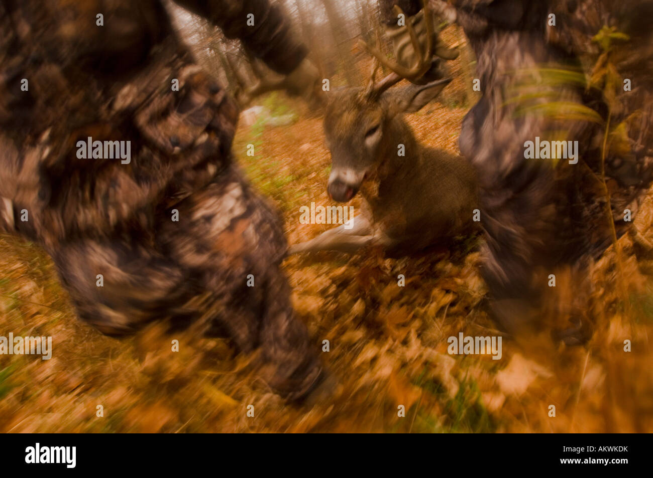 Hunters dragging dead whitetail deer in Pike County Illinois Stock ...