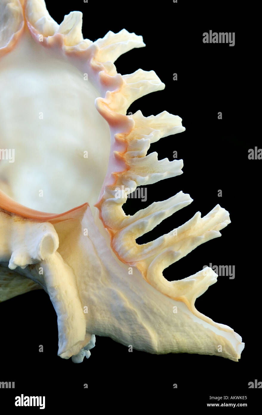 sea shell on a black background Stock Photo - Alamy