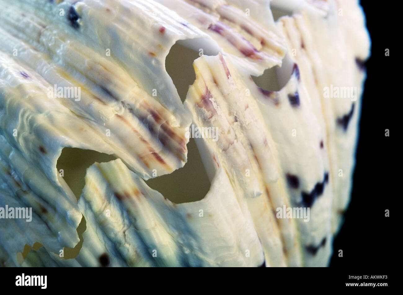 Clam shell mouth hi-res stock photography and images - Alamy