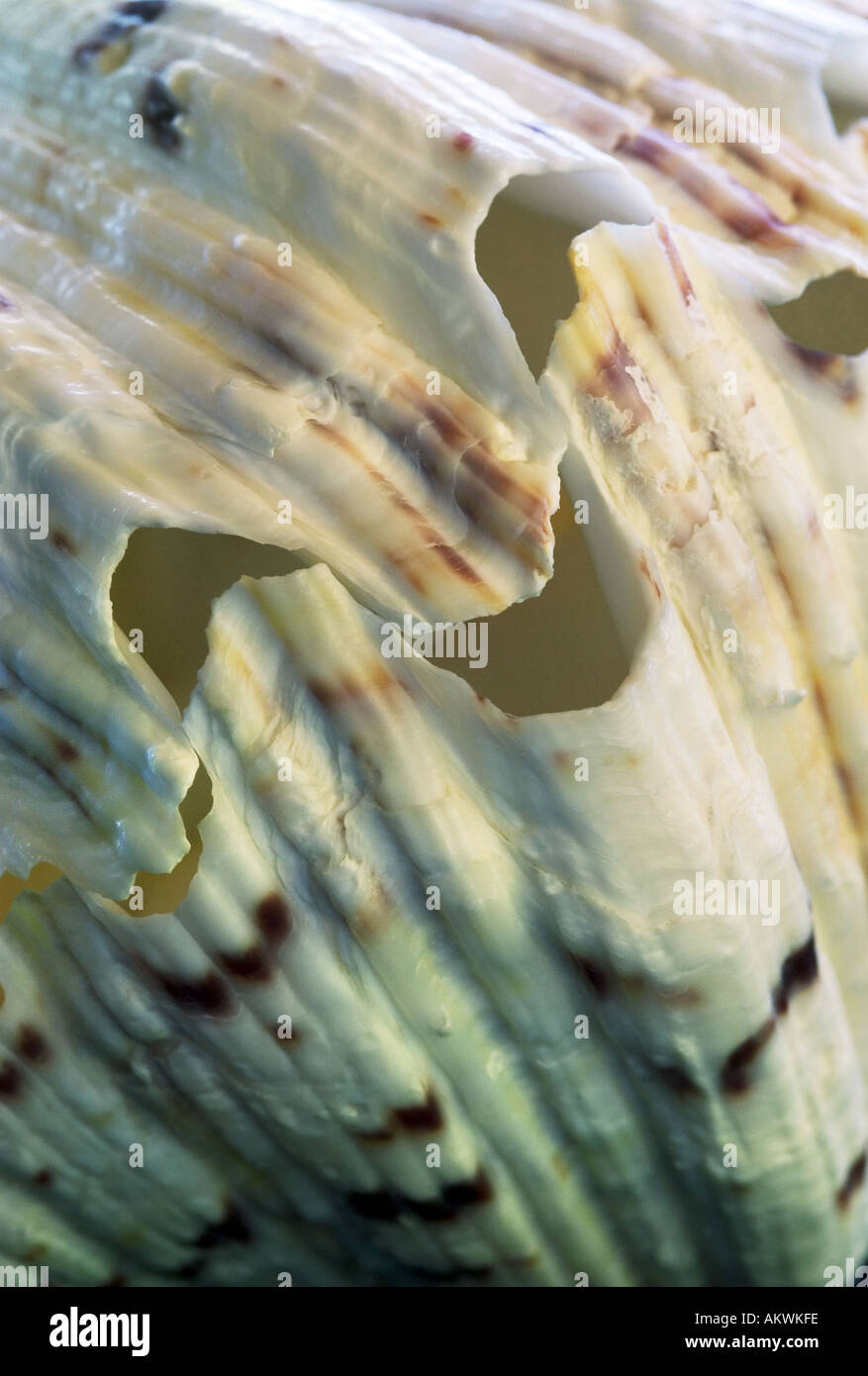 sea shell detail Stock Photo - Alamy