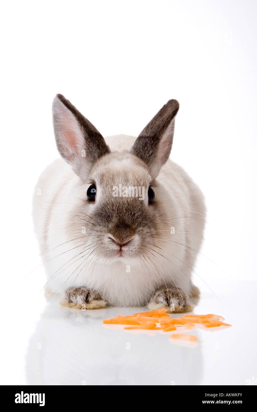 Bunny with carrot slices Stock Photo - Alamy