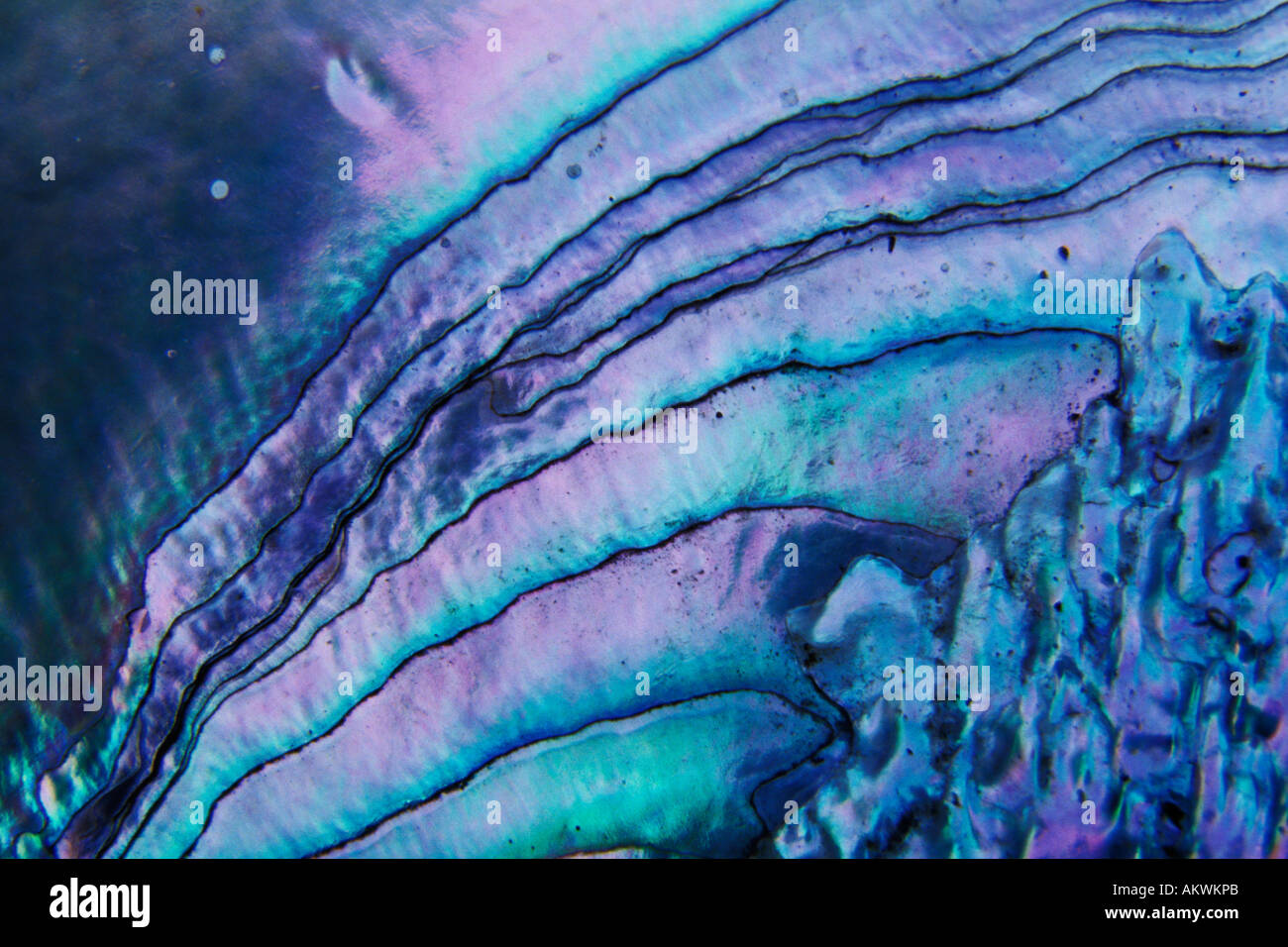 Still life, Abalone shell Stock Photo - Alamy