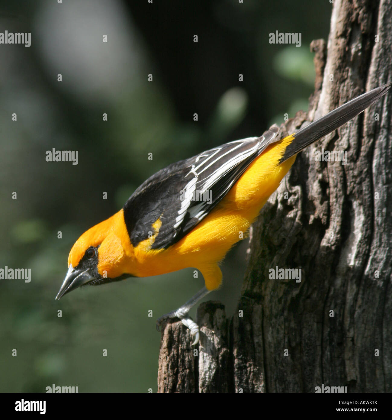 altamira oriole texas santa ana national wildlife refuge bird orange ...