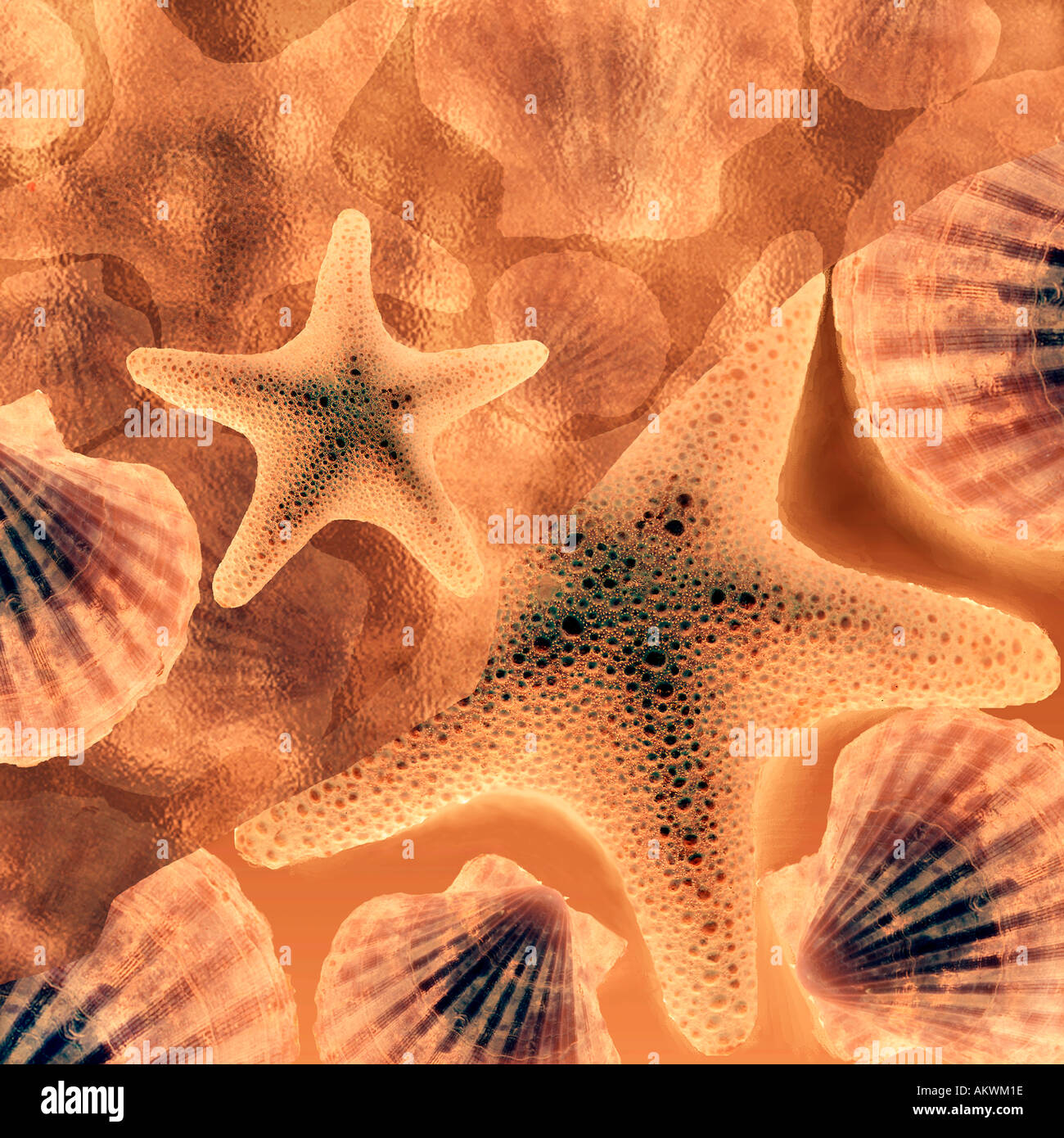 shells starfish illustration drawing brown sepia colour Stock Photo - Alamy