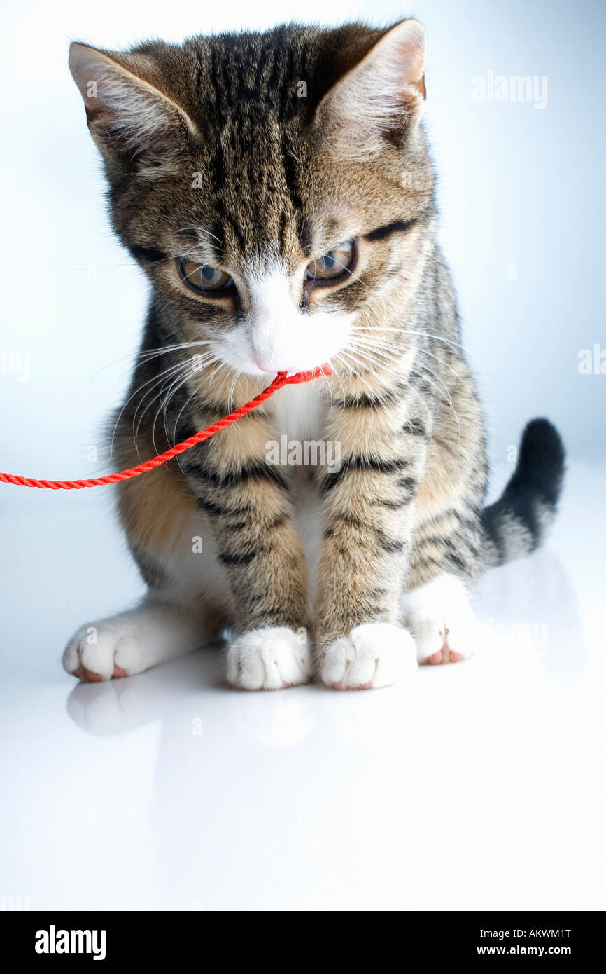 Cat close up photos hi-res stock photography and images - Alamy