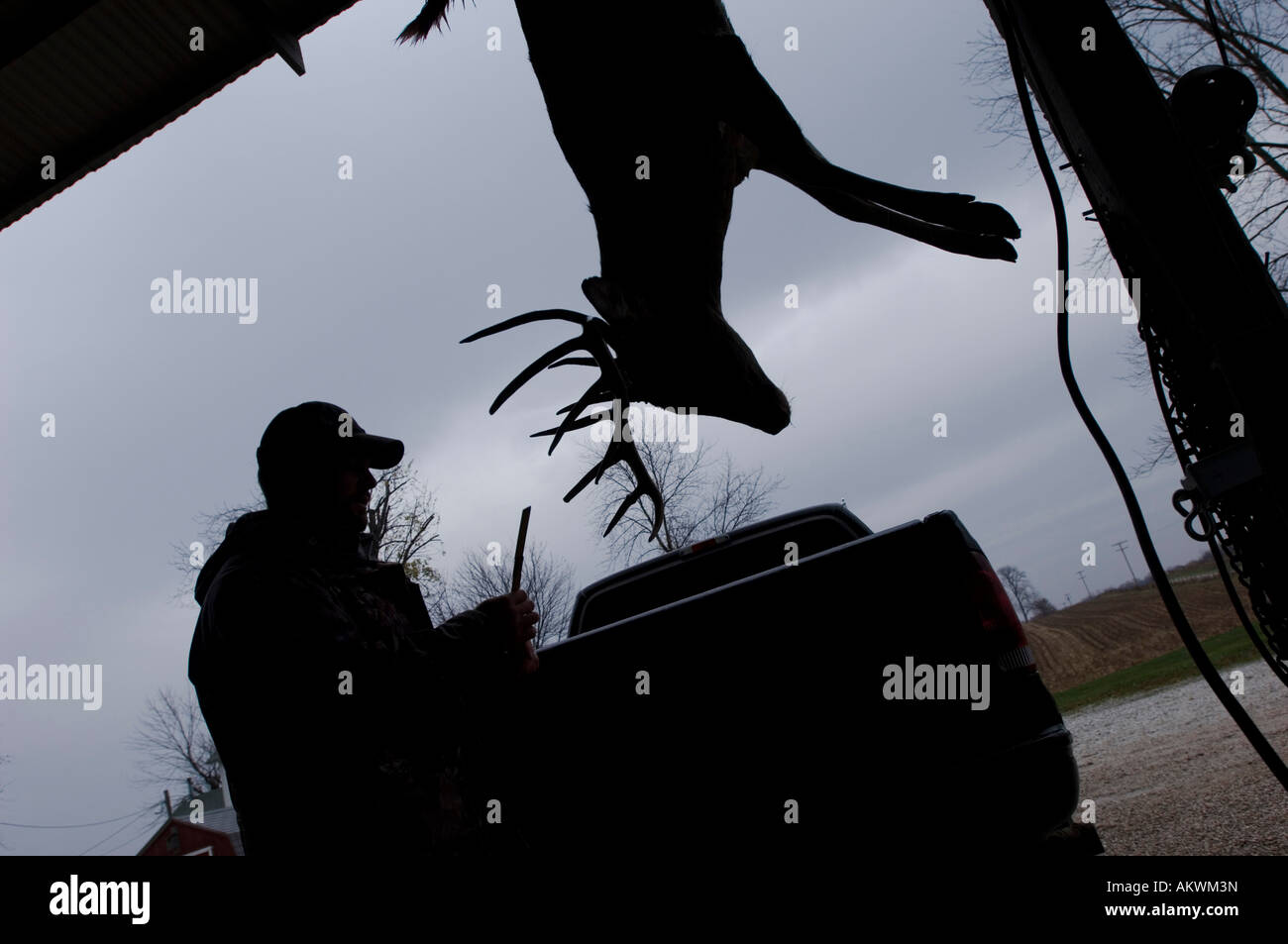 dead whitetail deer hanging in Pike County Illinois Stock Photo - Alamy