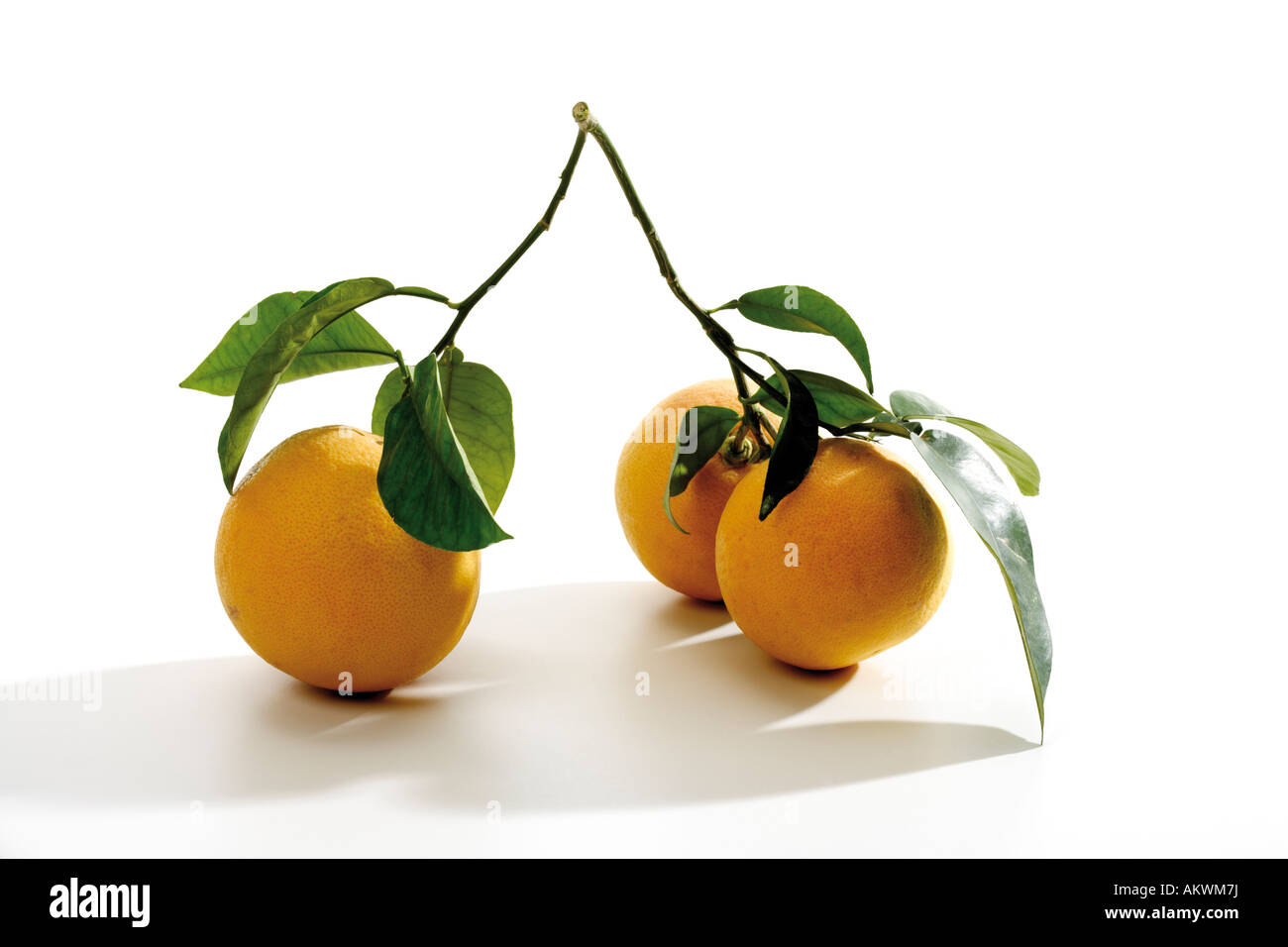 Grapefruit citrus paradisi fruit leaf Cut Out Stock Images & Pictures ...