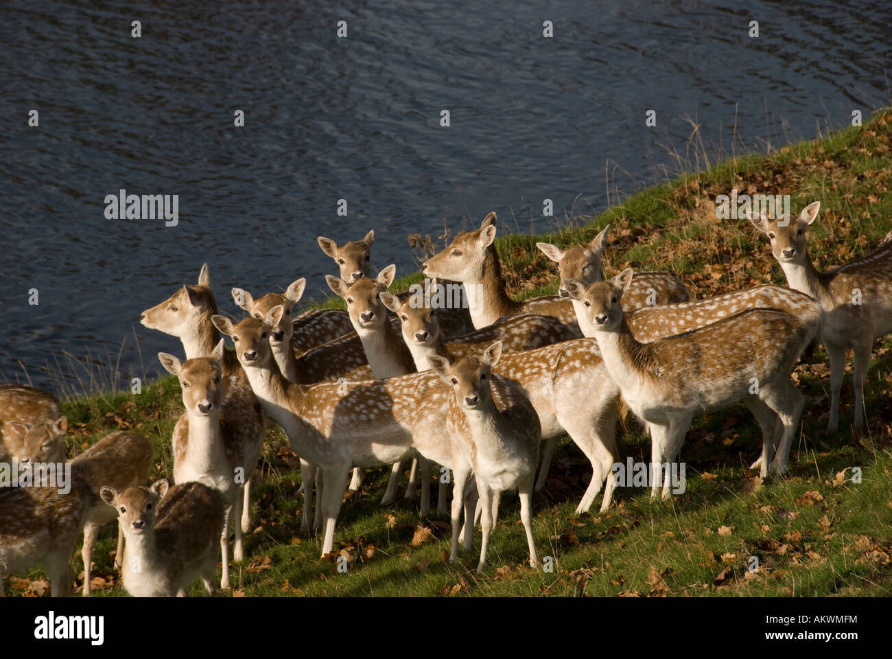 small herd of fallow deer Stock Photo - Alamy