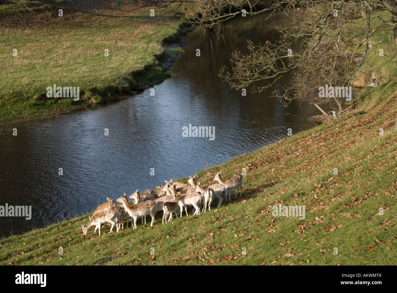 small herd of fallow deer Stock Photo - Alamy