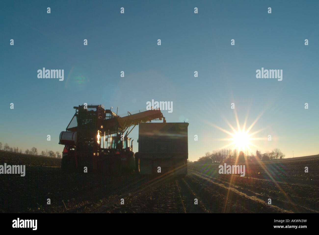 Sugar Beet Harvesting in the Red River Valley of Minnesota Stock Photo ...