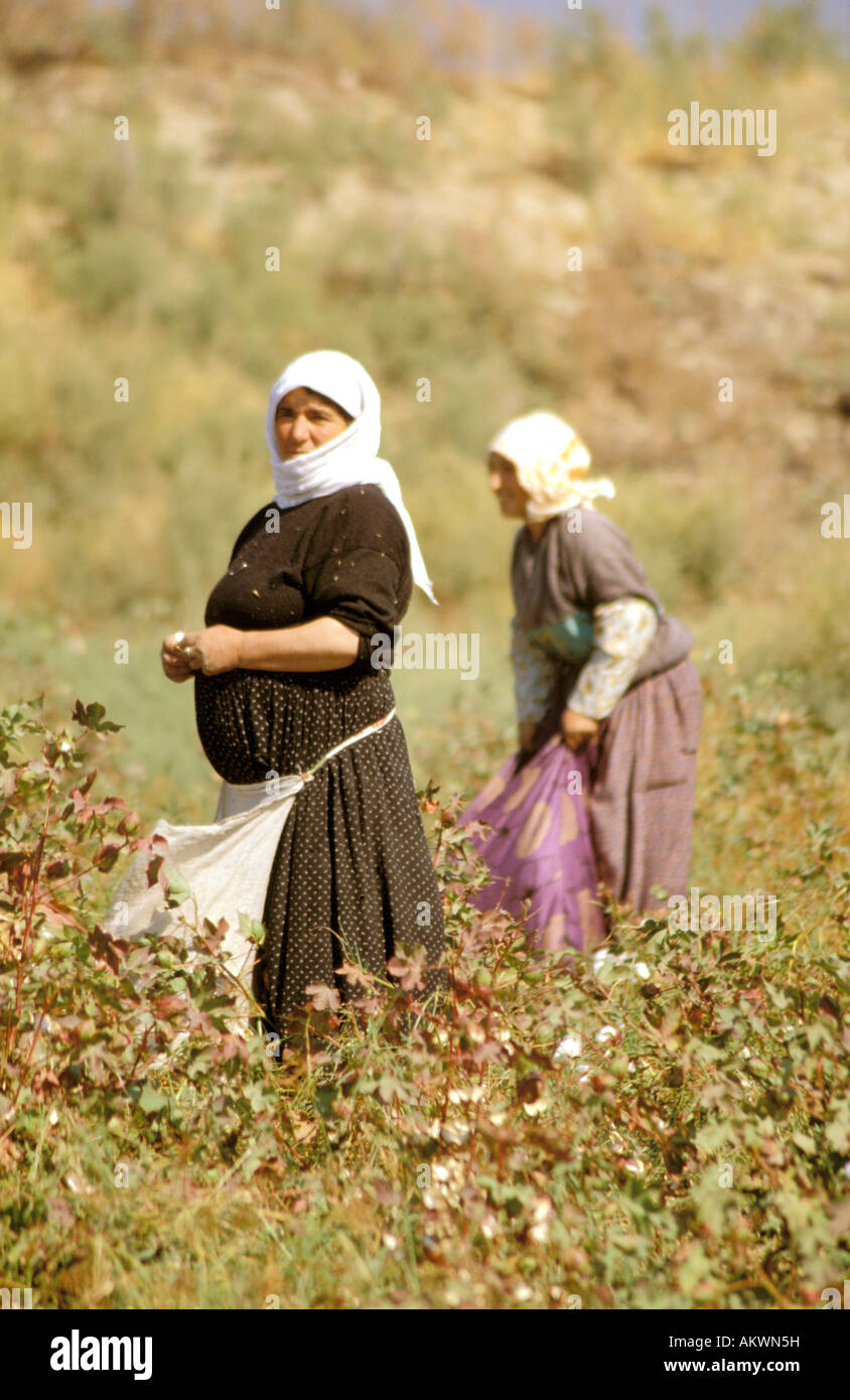 Asia, Middle East, Turkey. Kurdish cotton pickers Stock Photo - Alamy