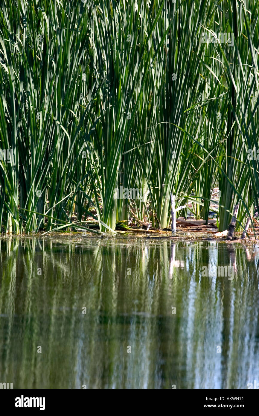 Cattails reflecting in a pond Stock Photo - Alamy