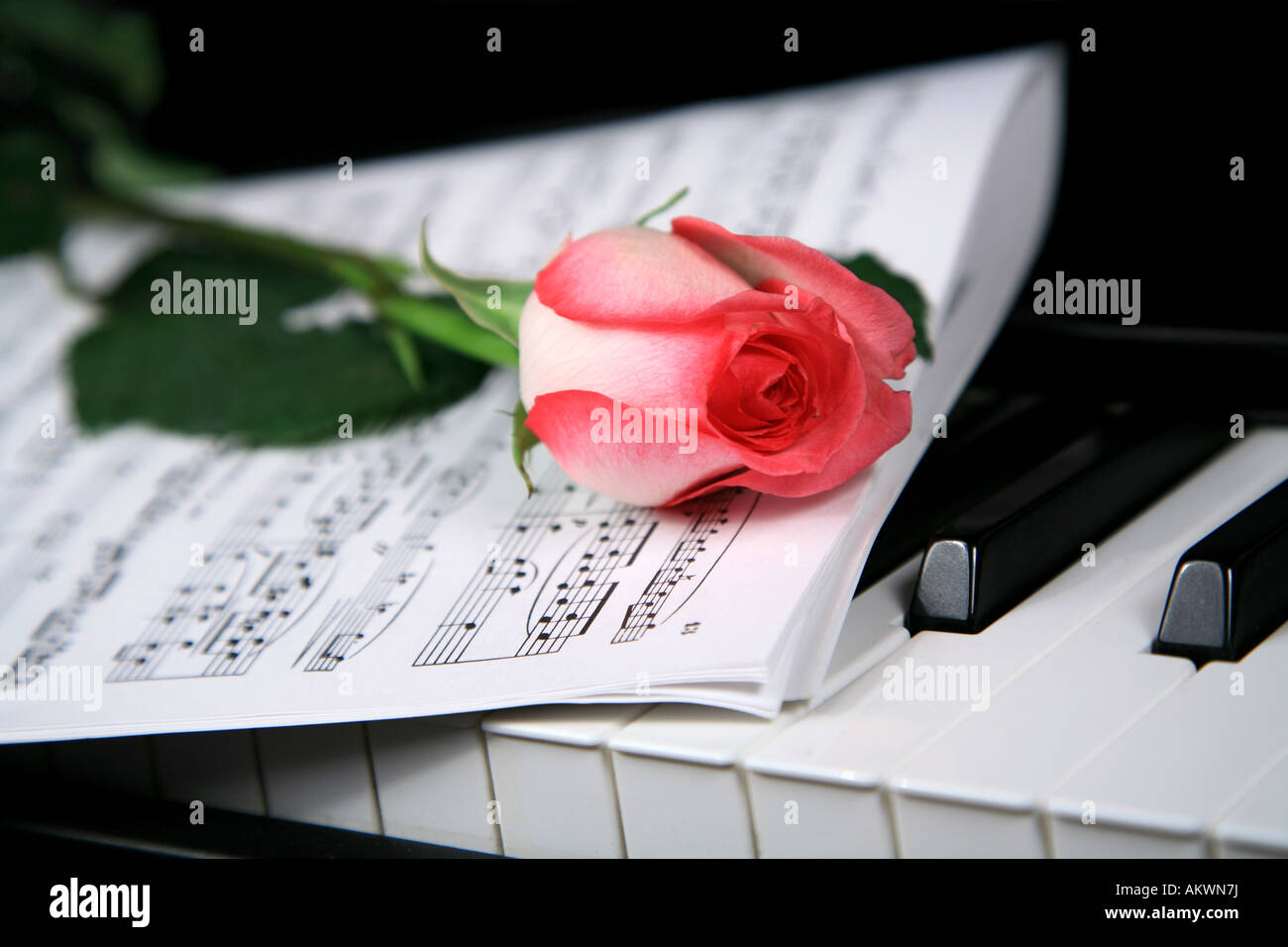 Pink rose on piano keyboard Stock Photo - Alamy