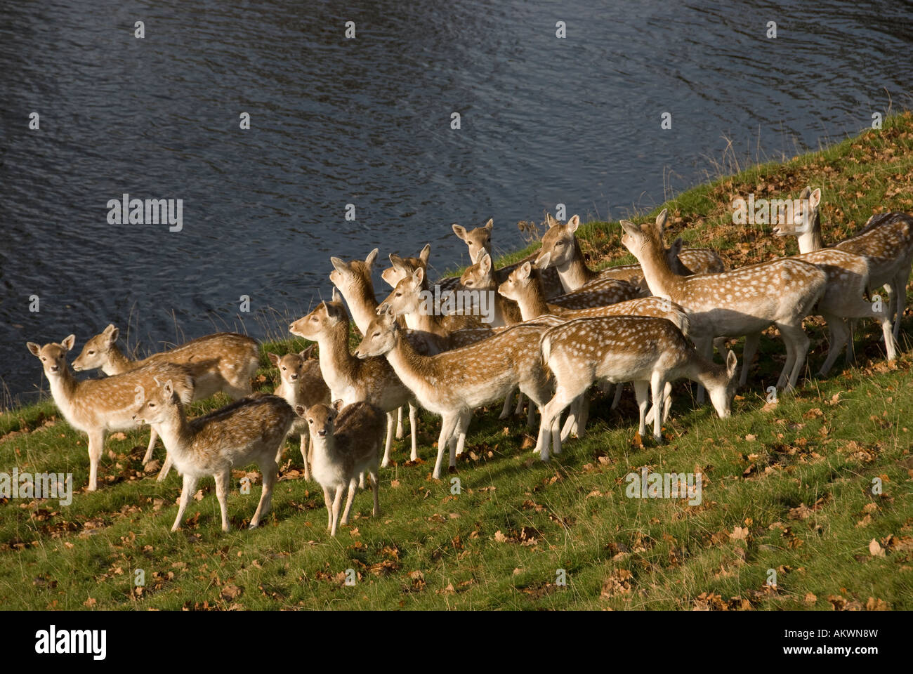 small herd of fallow deer Stock Photo - Alamy