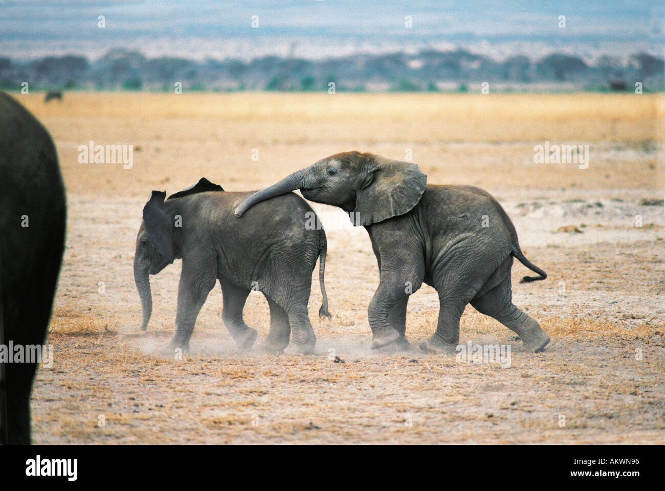 Two baby elephants playing Amboseli National Park Kenya East Africa ...