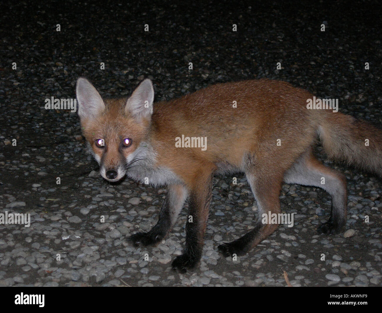 Red fox night forest hi-res stock photography and images - Alamy