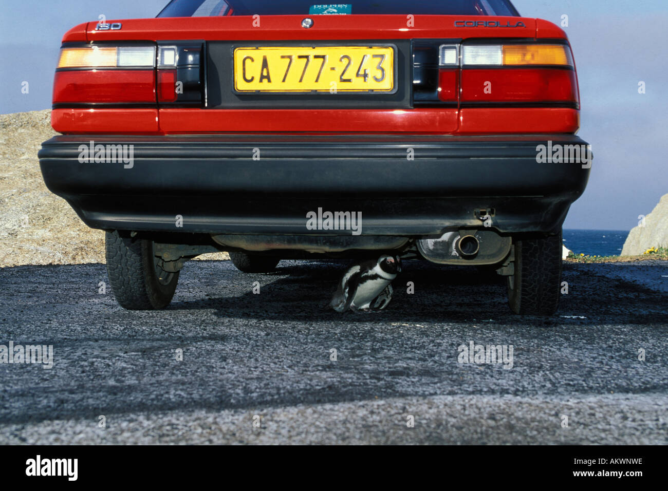 South Africa, Cape Peninsula, Jackass Penguin and car, Simonstown Stock ...