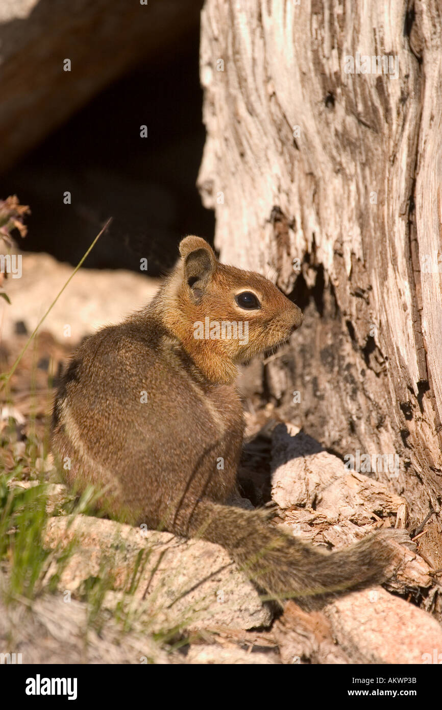 Chipmunk Den High Resolution Stock Photography and Images - Alamy