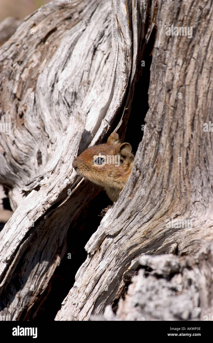 Ground squirrel peeking out of den in a stump Stock Photo - Alamy