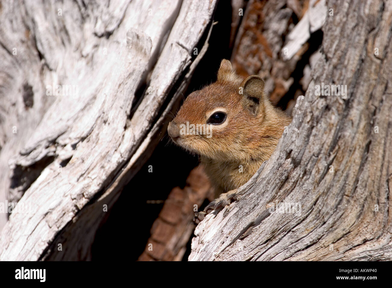Ground squirrel peeking out of den in a stump Stock Photo - Alamy