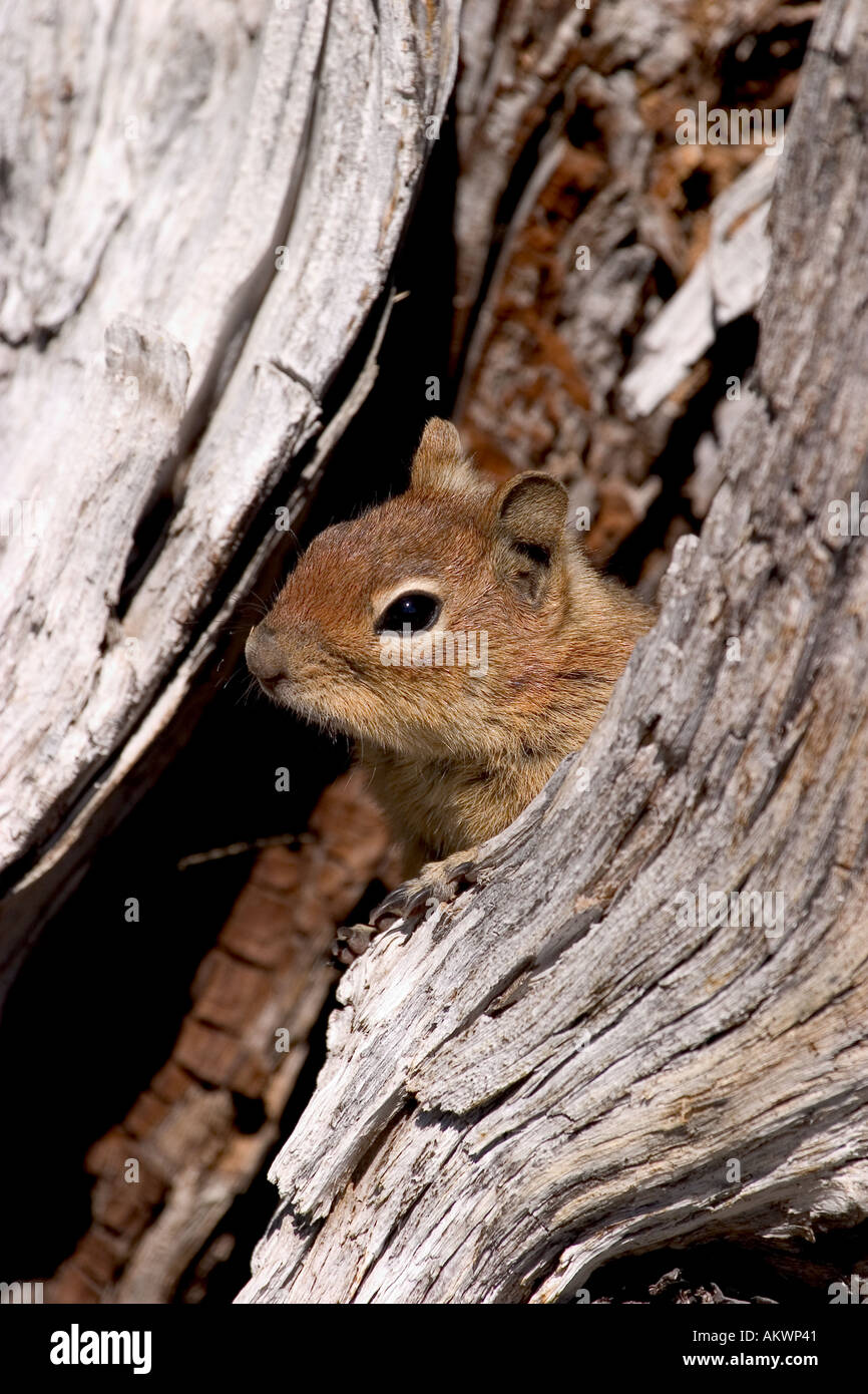 Chipmunk den hi-res stock photography and images - Alamy