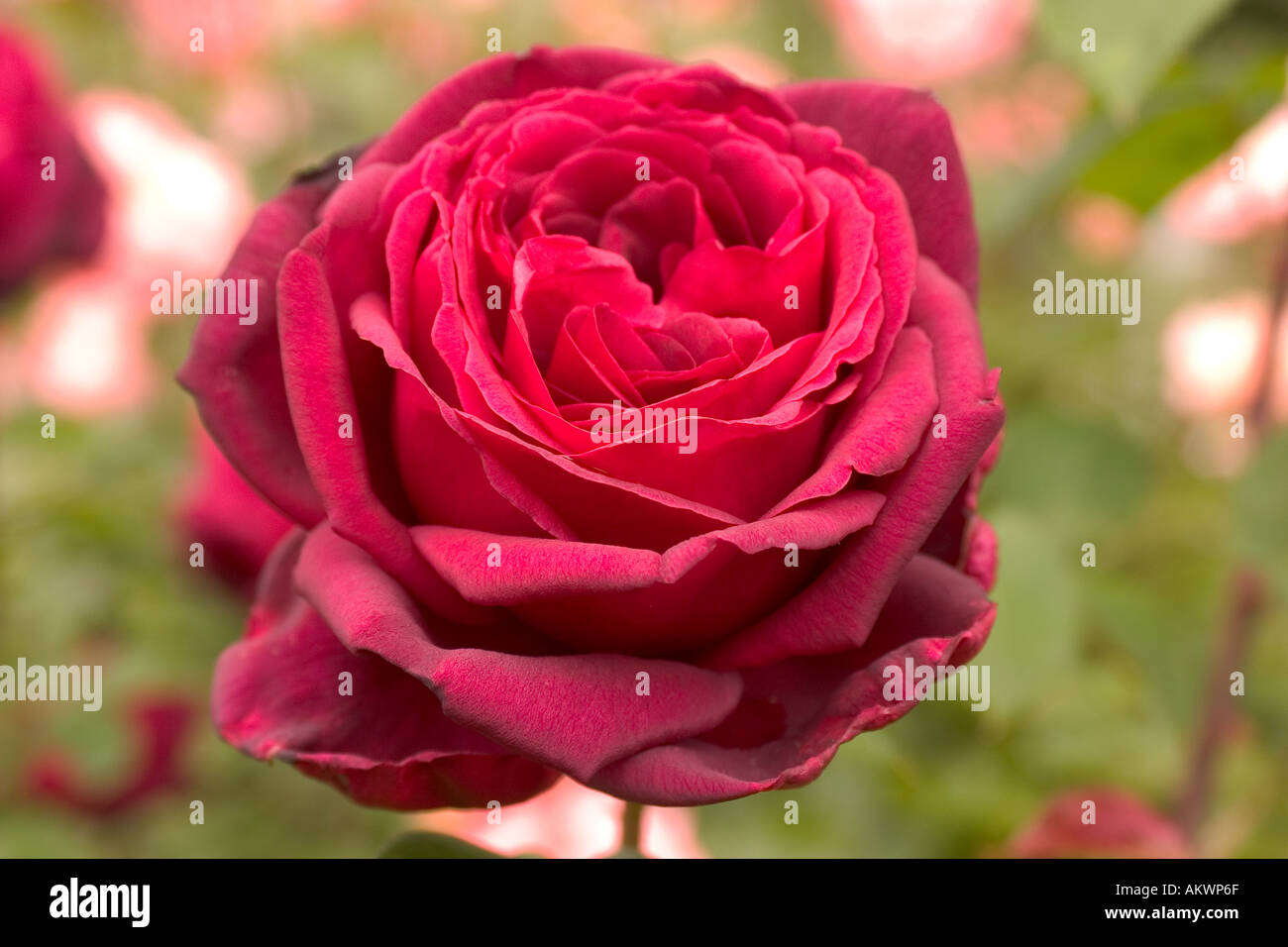 Deep maroon rose hi-res stock photography and images - Alamy