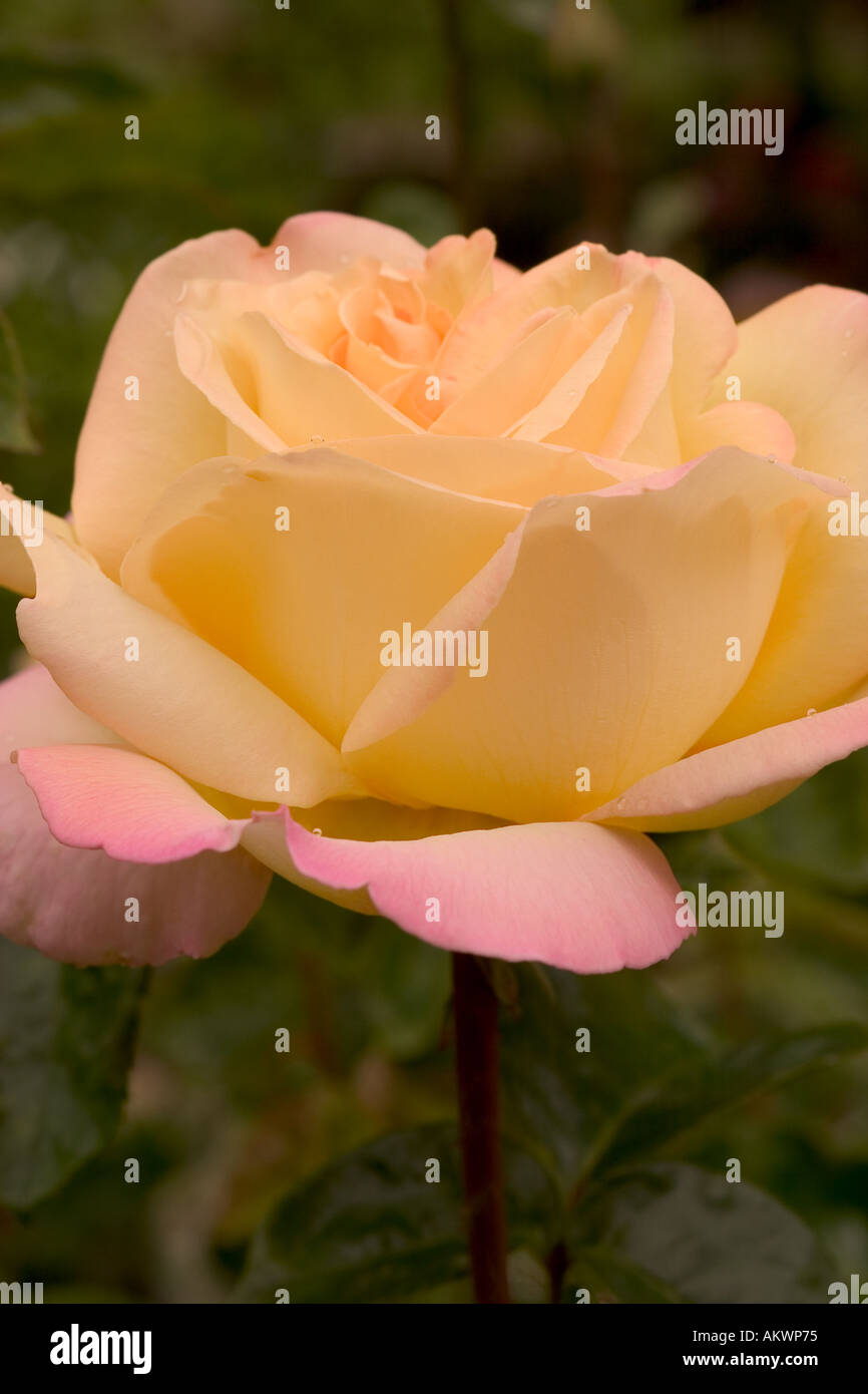 Close up of a peace rose with water drops and a soft focus green ...