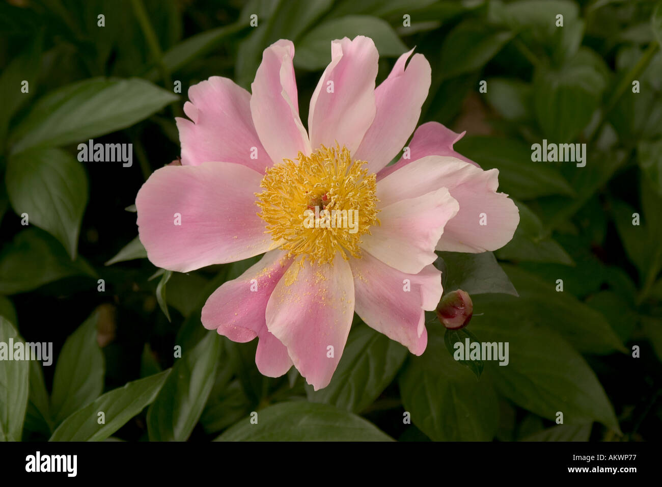 Polly sharp hi-res stock photography and images - Alamy