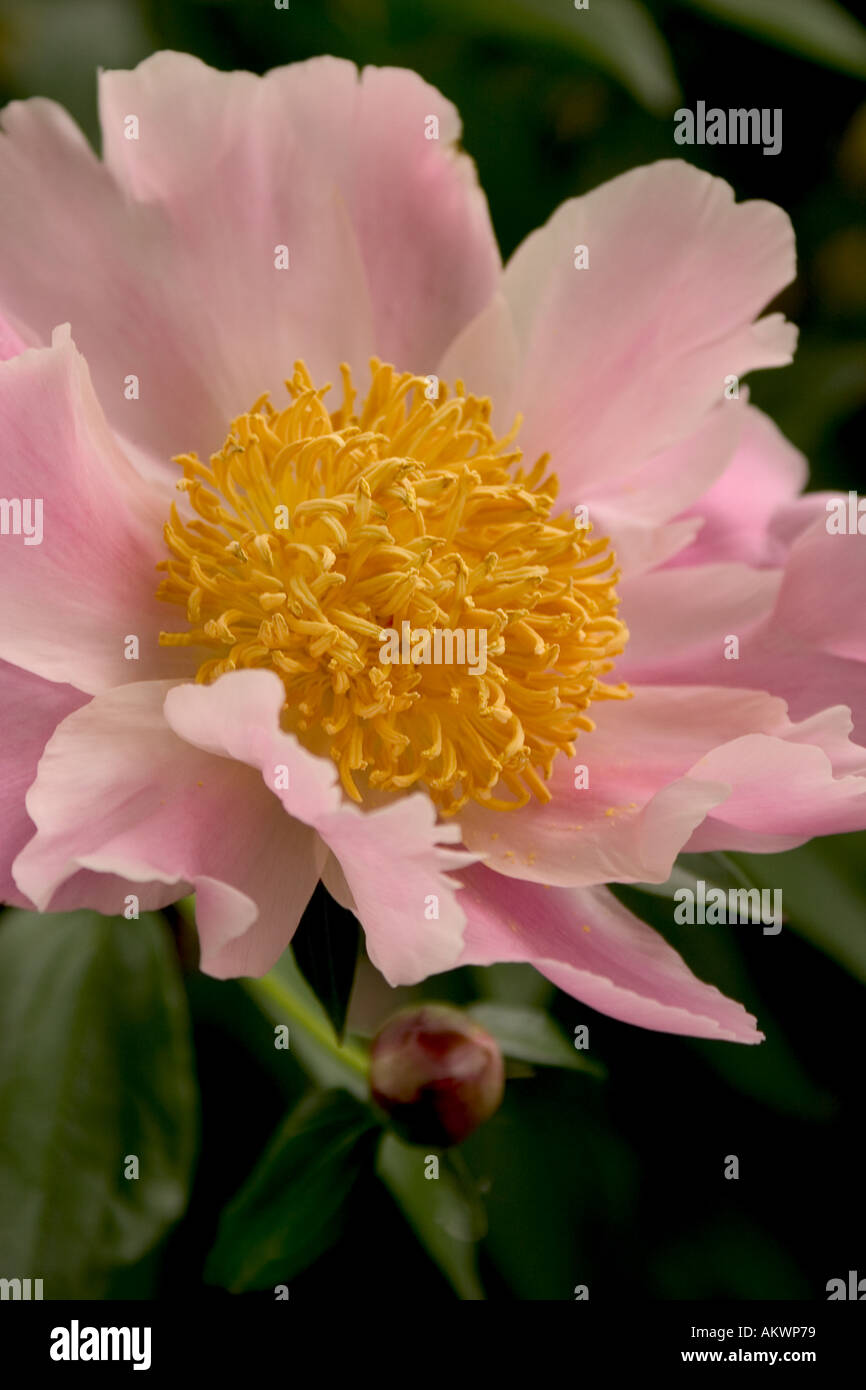 Polly sharp hi-res stock photography and images - Alamy