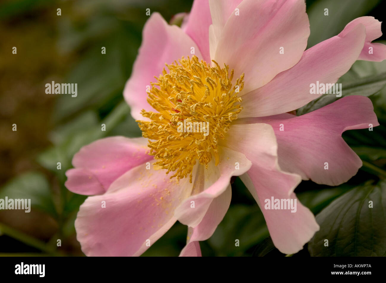 Polly sharp hi-res stock photography and images - Alamy