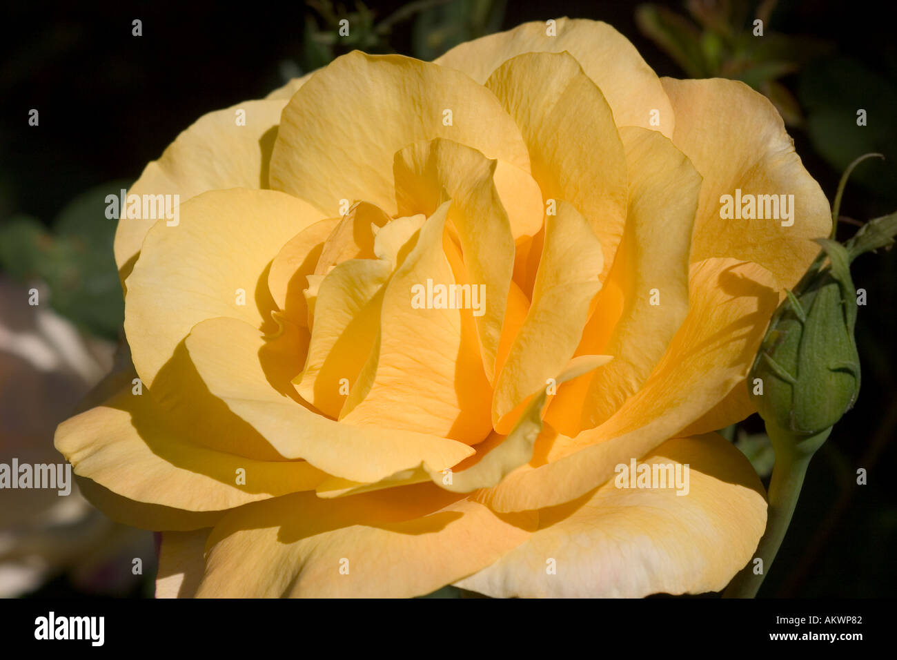 Deep yellow rose hi-res stock photography and images - Alamy