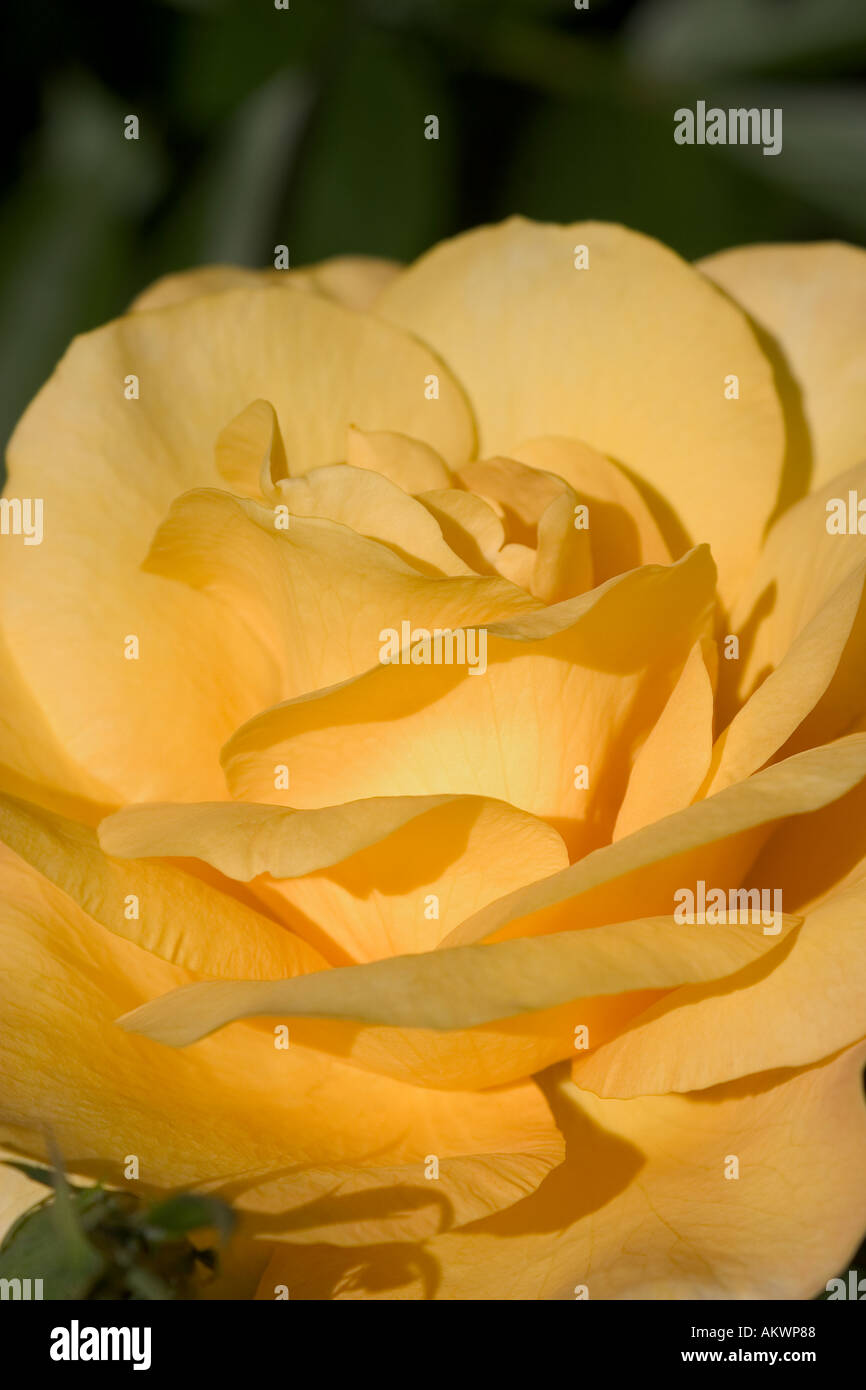 Deep yellow rose hi-res stock photography and images - Alamy