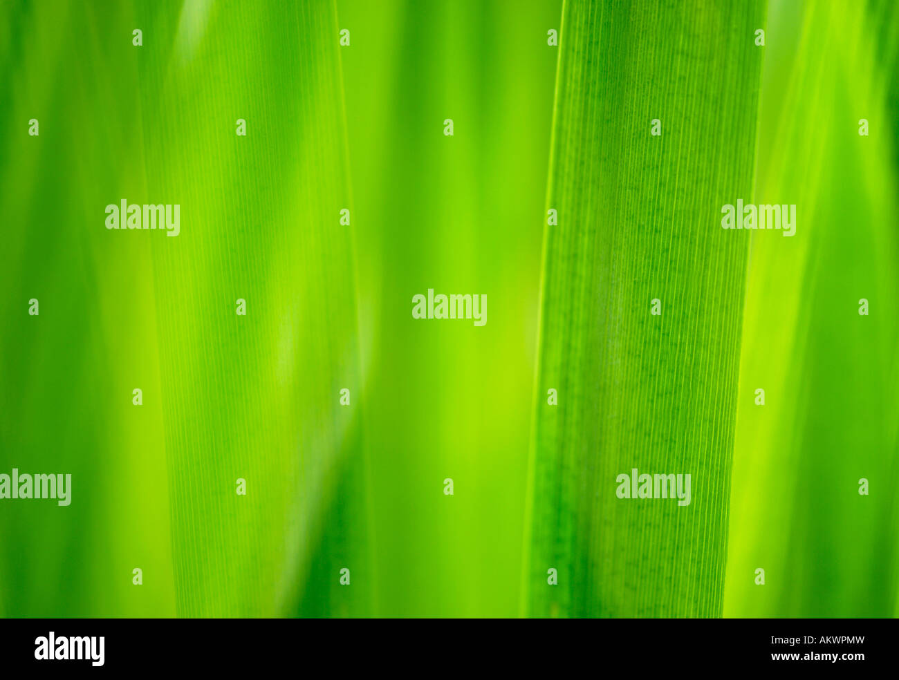 Chinese reed, Miscanthus sinensis, close-up Stock Photo - Alamy