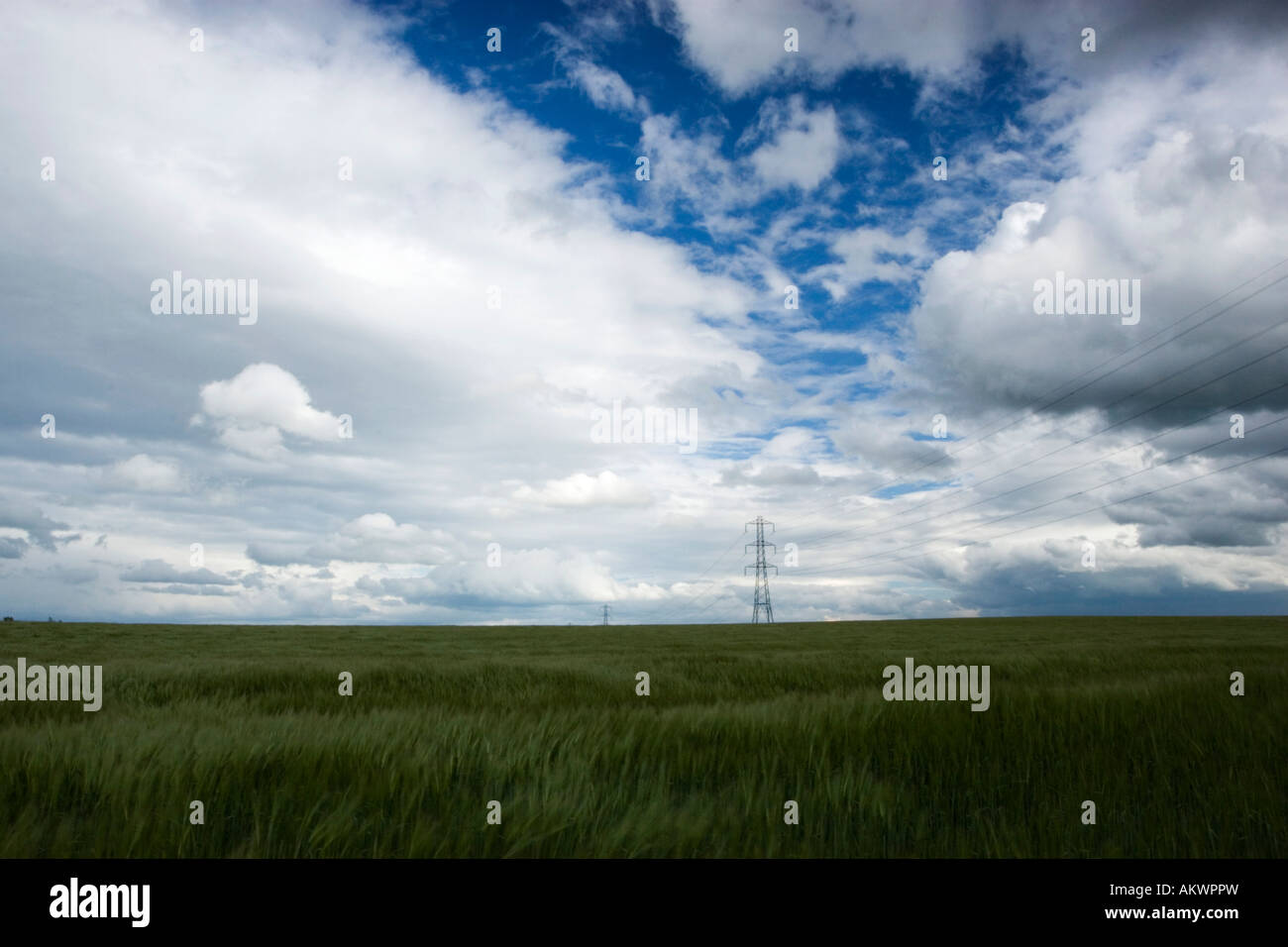 Wheat fields, blowing on a windy day,Landscape Stock Photo - Alamy